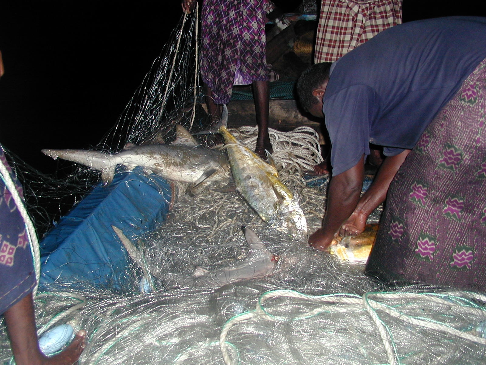 Eritrea – KSC Fishing Advice